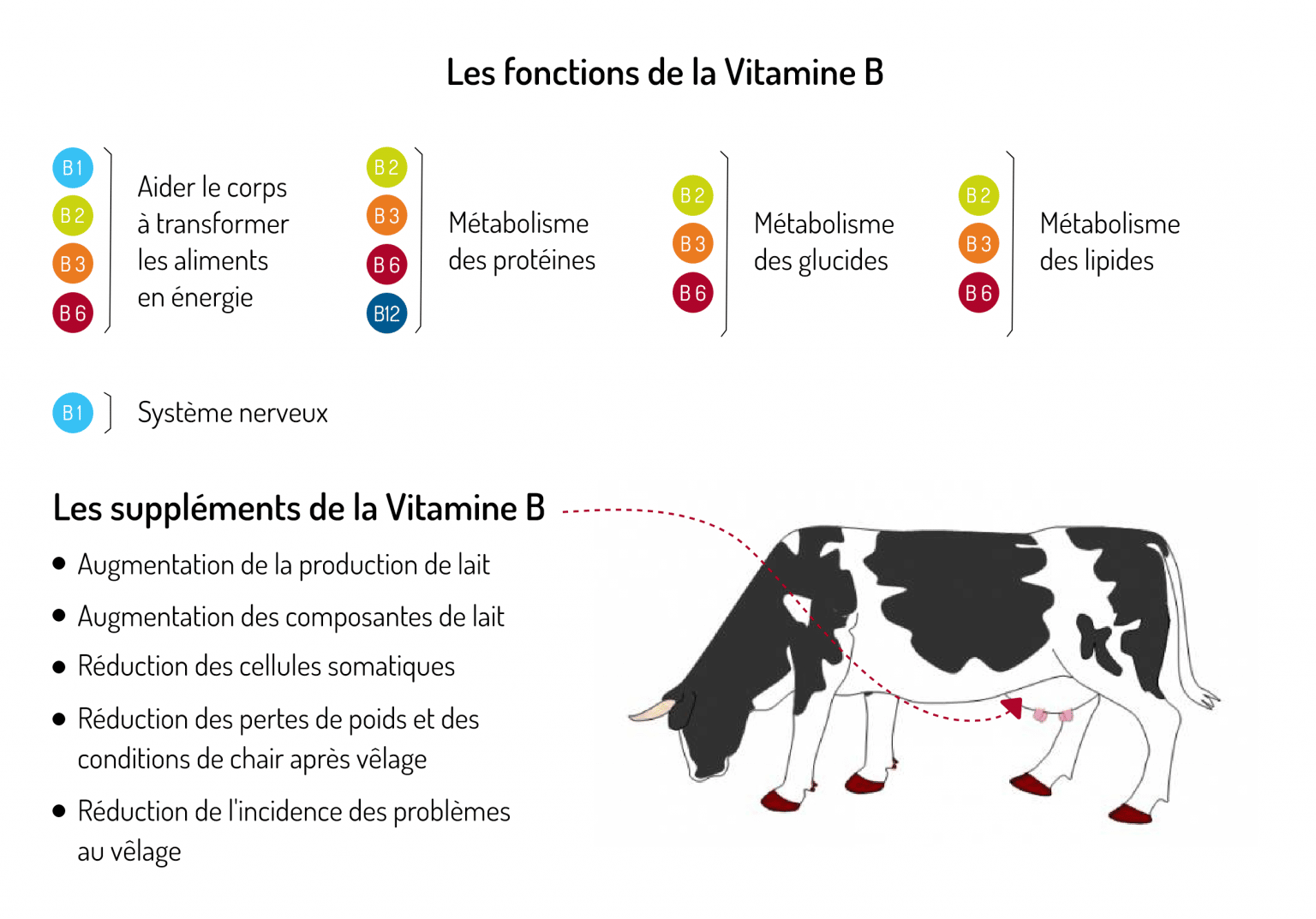 L’importance des aliments complémentaires pour les bovins en élevage ...