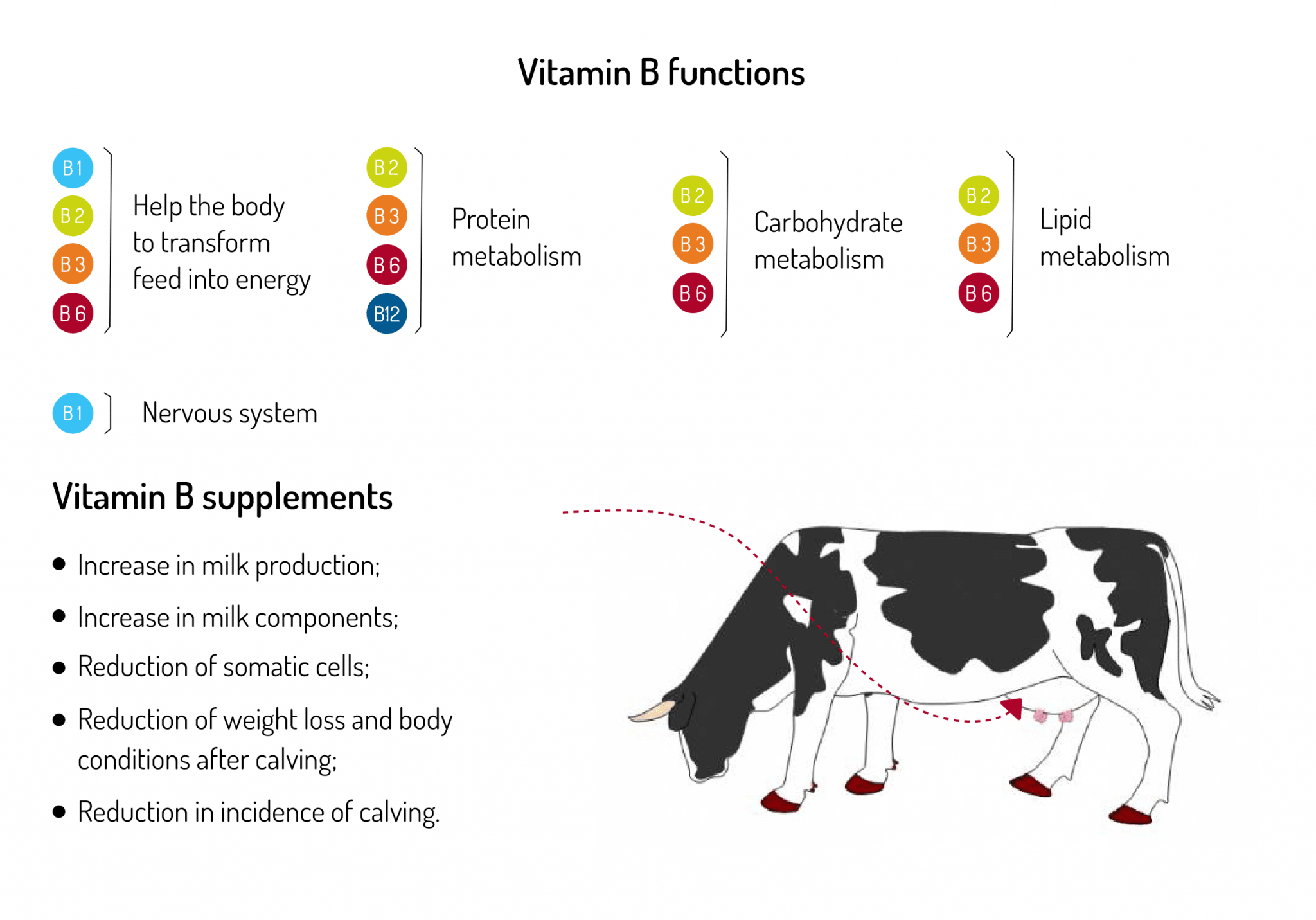 The importance of feed supplements for cattle. - Difagri