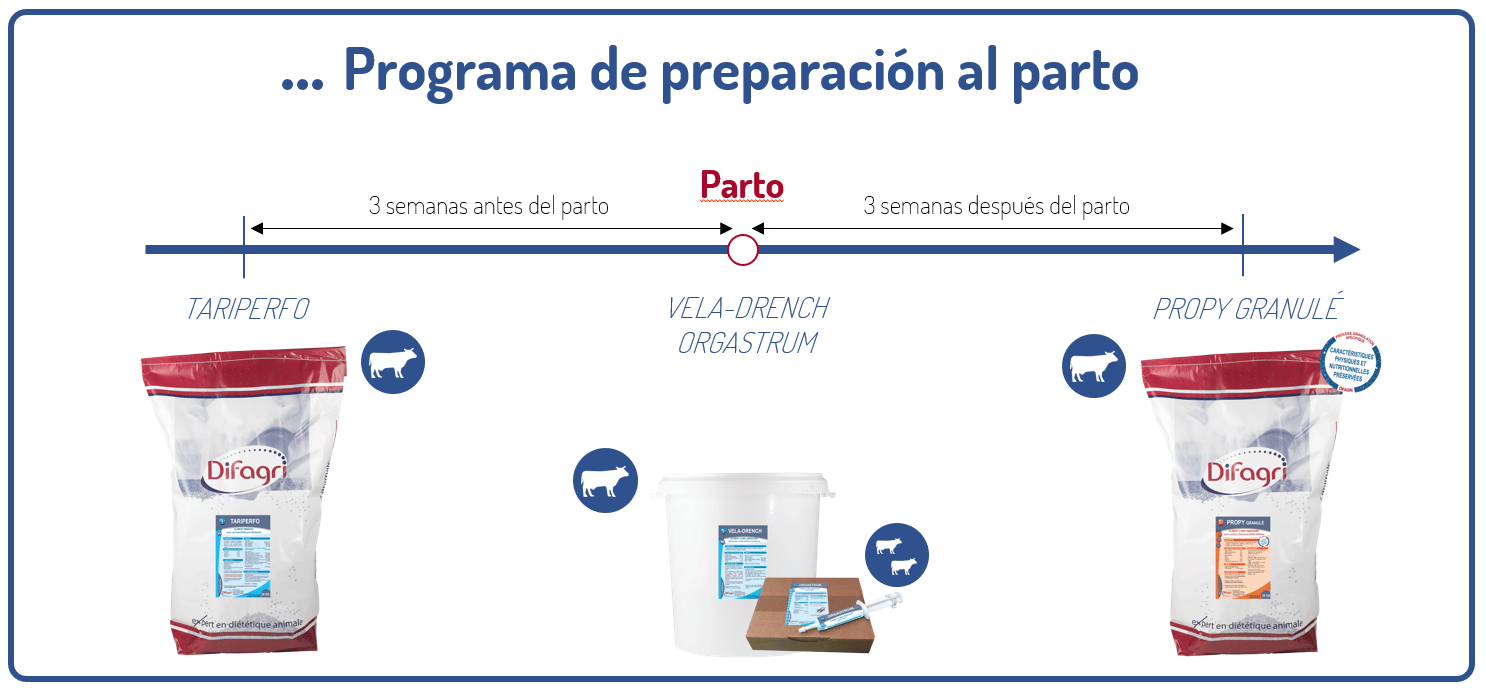 ¿Por qué y cómo preparar a las vacas para el parto? - Difagri