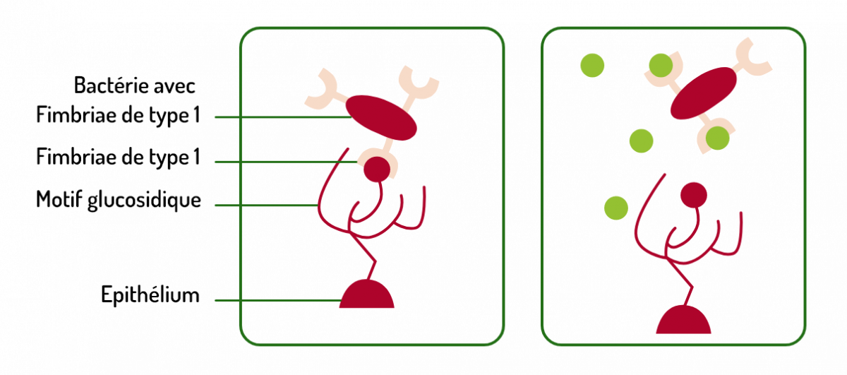 Comprendre et gérer les mycotoxines en élevage - Difagri
